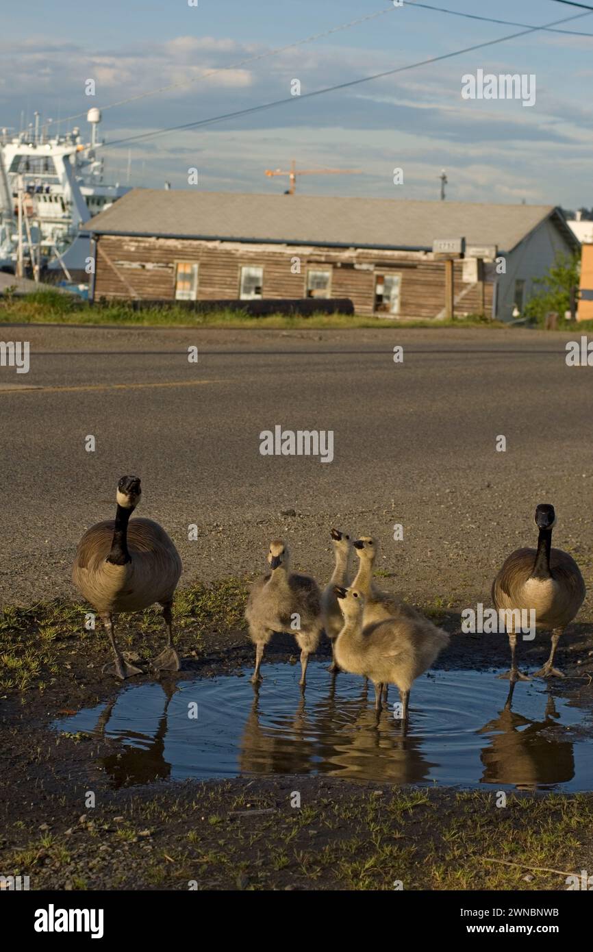 Canada geese parents and goslings during summer on and around a road in ...