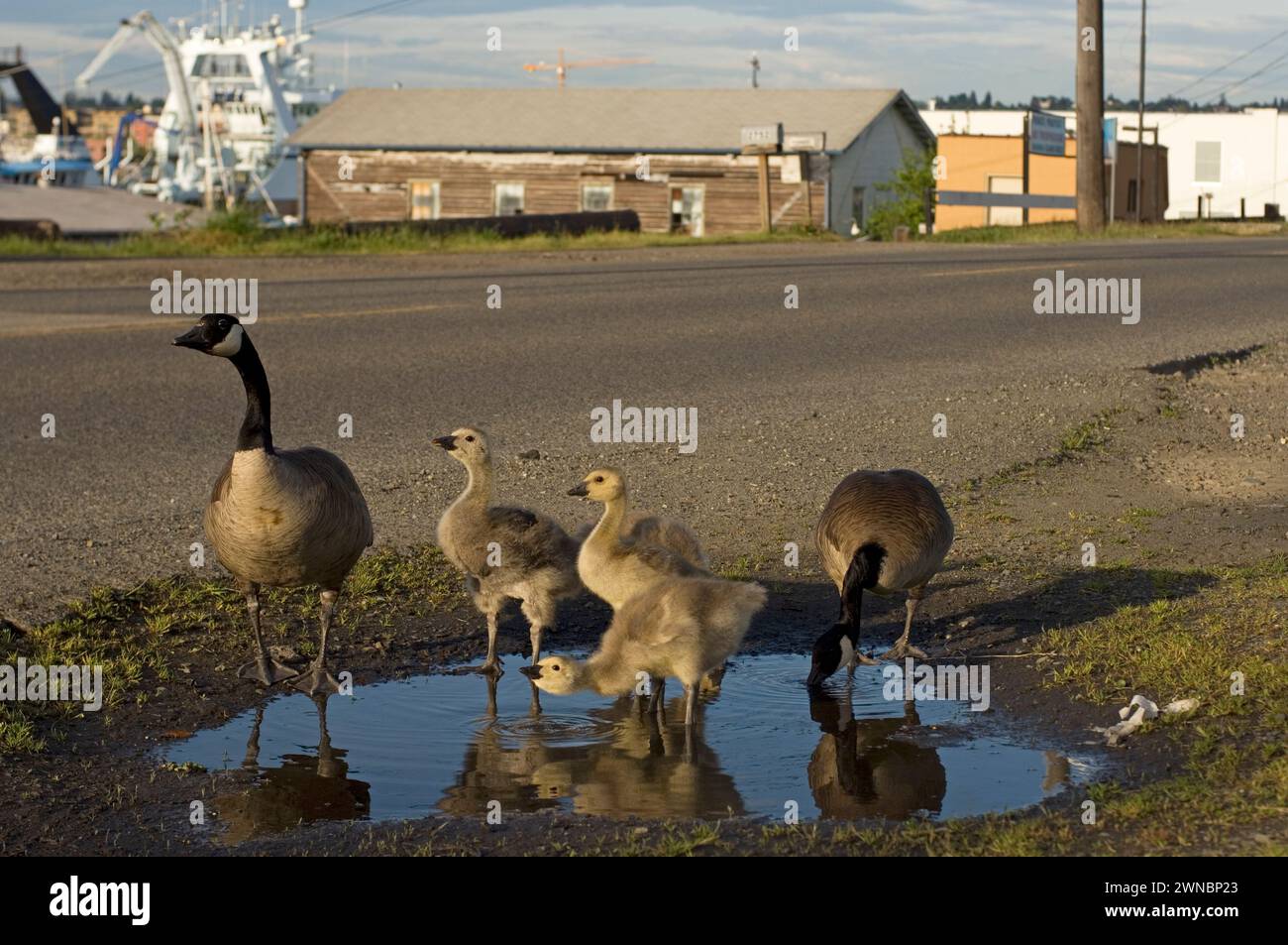 Canada geese parents and goslings during summer on and around a road in ...