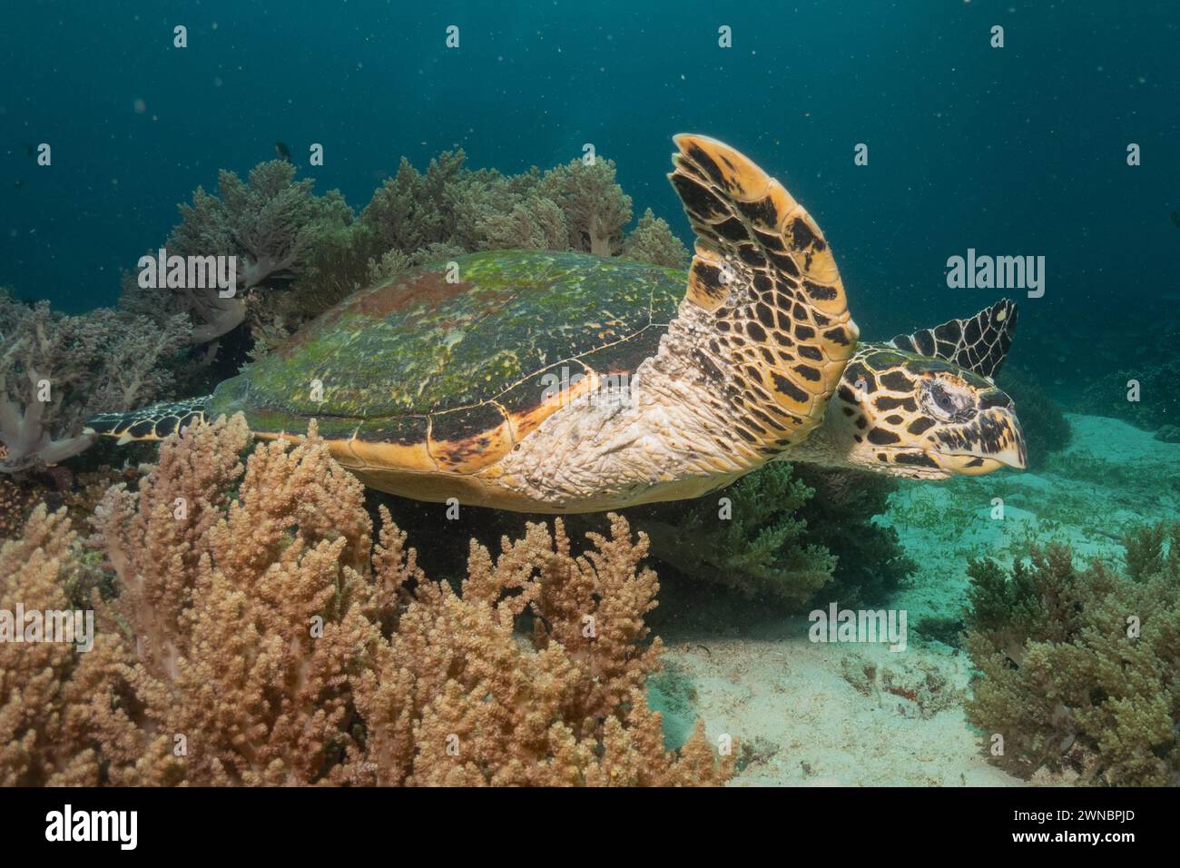 Hawksbill sea turtle in the Sea of the Philippines Stock Photo - Alamy