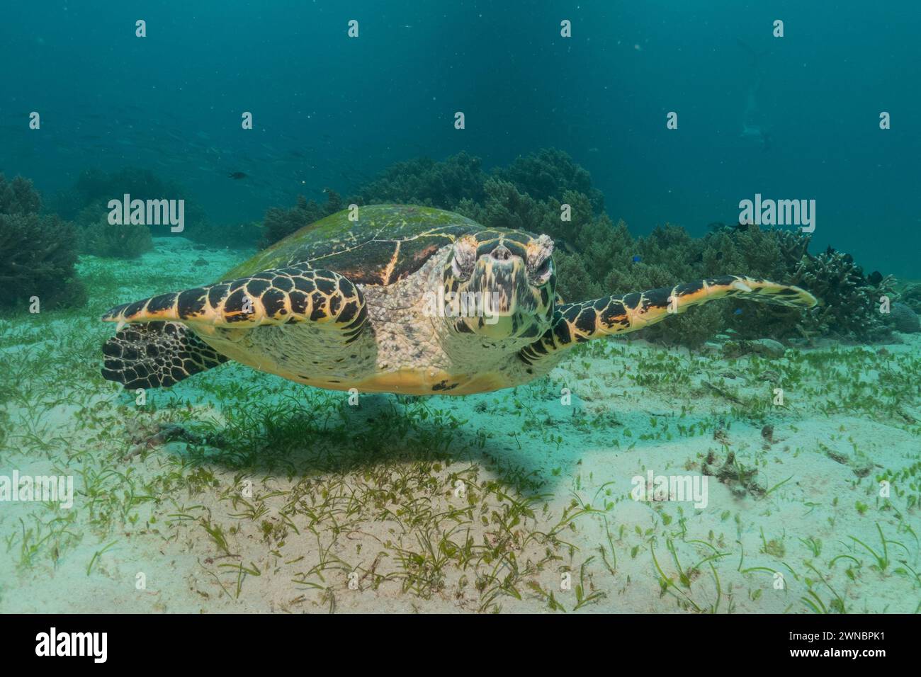 Hawksbill sea turtle in the Sea of the Philippines Stock Photo - Alamy