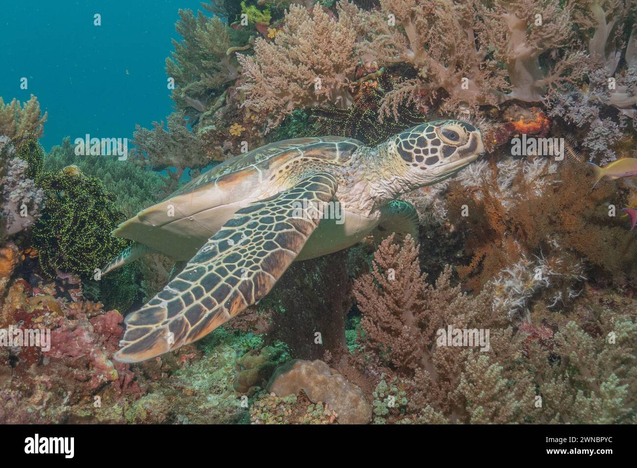Hawksbill sea turtle in the Sea of the Philippines Stock Photo - Alamy