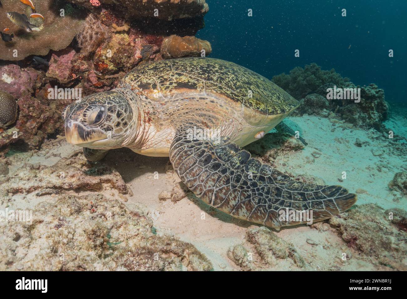 Hawksbill sea turtle in the Sea of the Philippines Stock Photo - Alamy