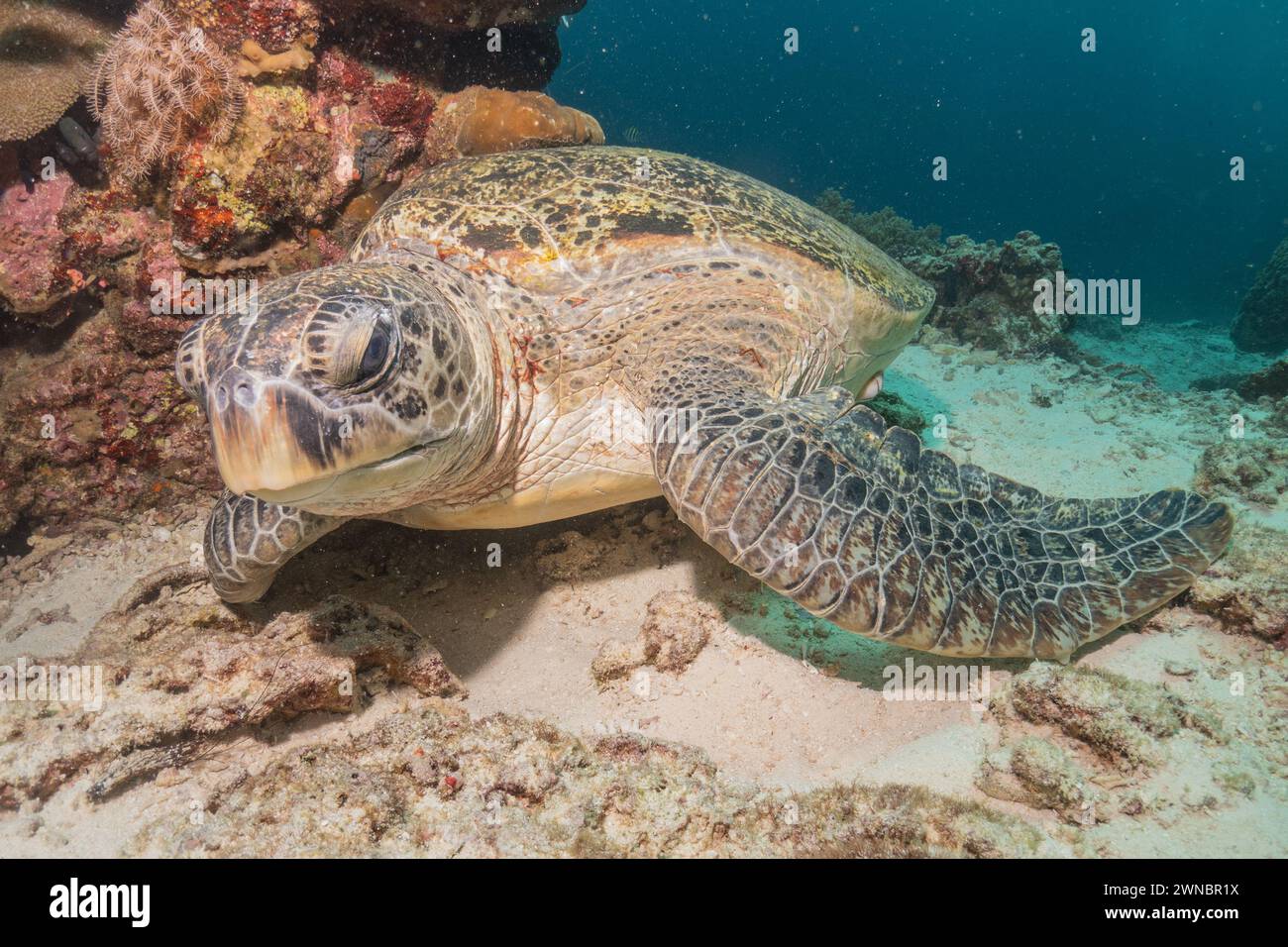 Hawksbill sea turtle in the Sea of the Philippines Stock Photo - Alamy