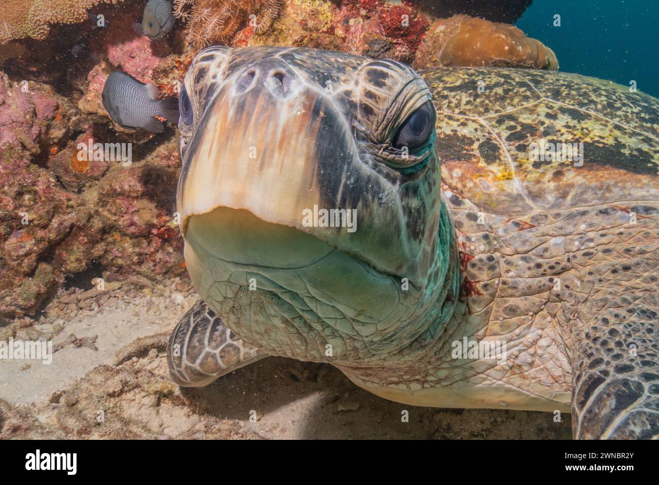 Hawksbill sea turtle in the Sea of the Philippines Stock Photo - Alamy