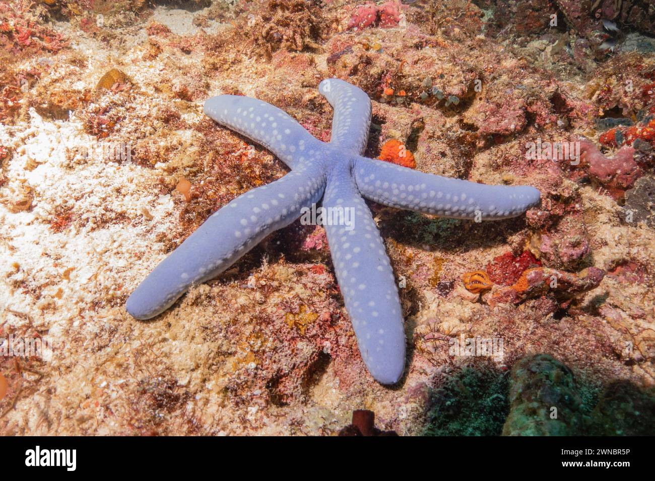 Starfish On the Seabed in the Sea of the Philippines Stock Photo - Alamy
