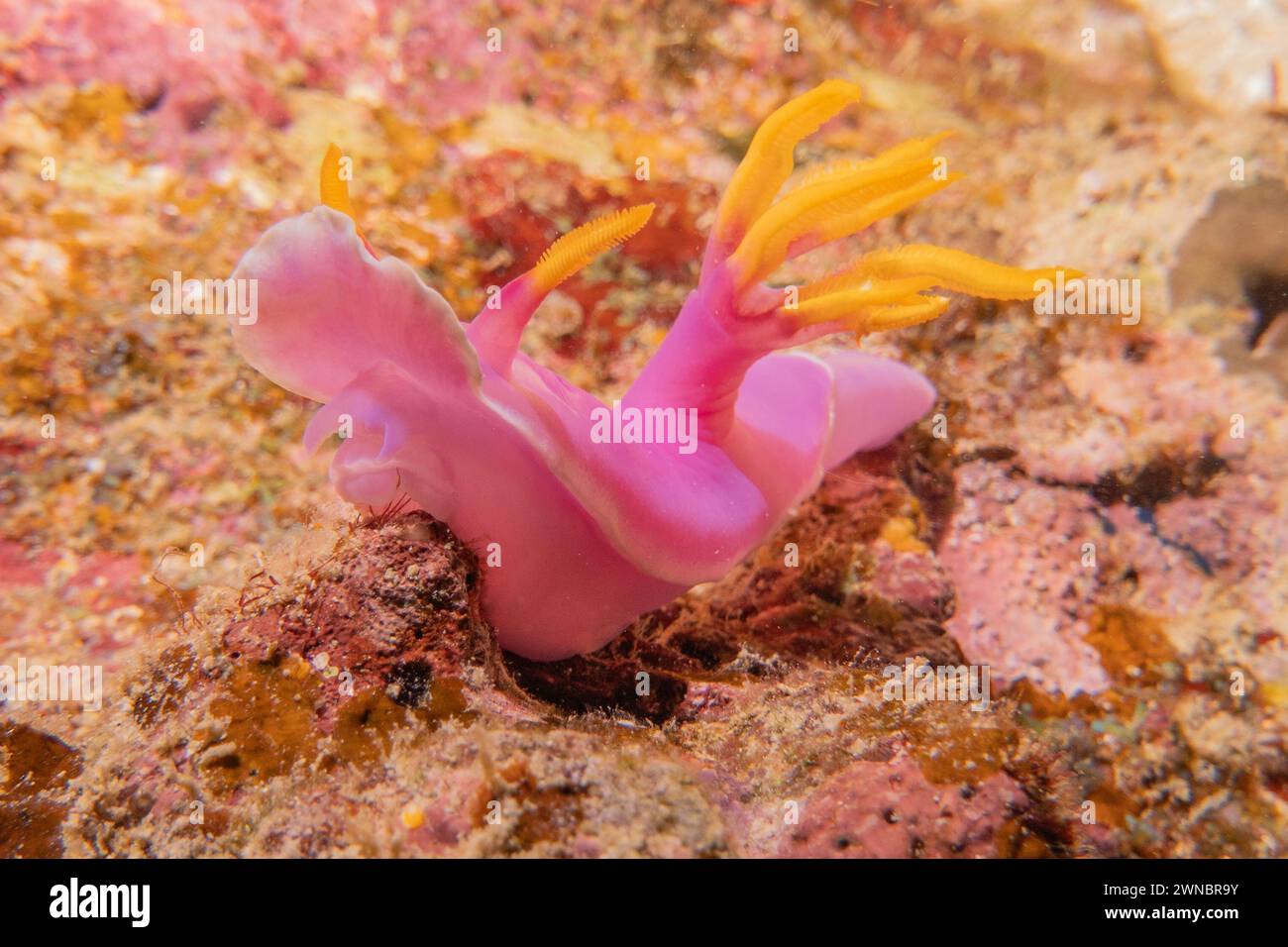 Sea slug in the Sea of the Philippines Stock Photo - Alamy