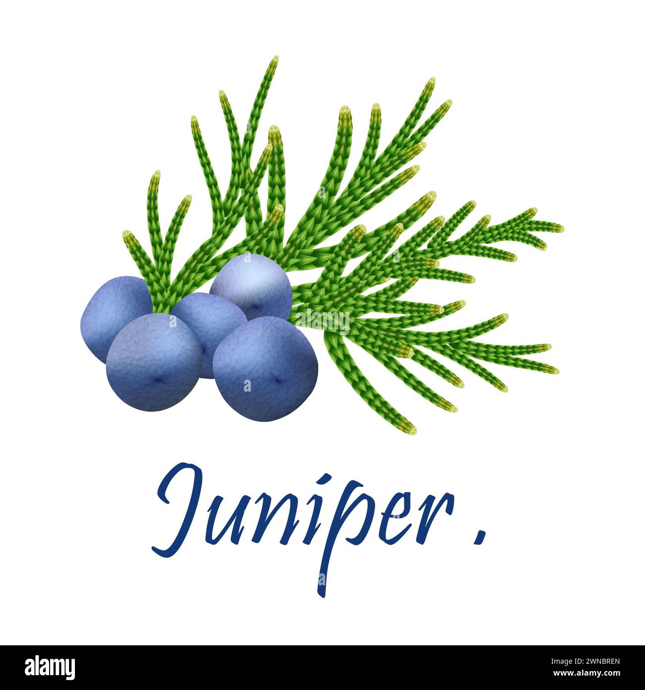 Juniper berry tree Cut Out Stock Images & Pictures - Alamy