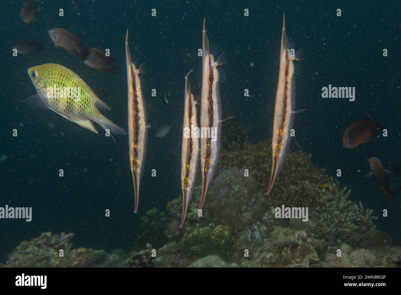 Fish swim in the Sea of the Philippines Stock Photo - Alamy