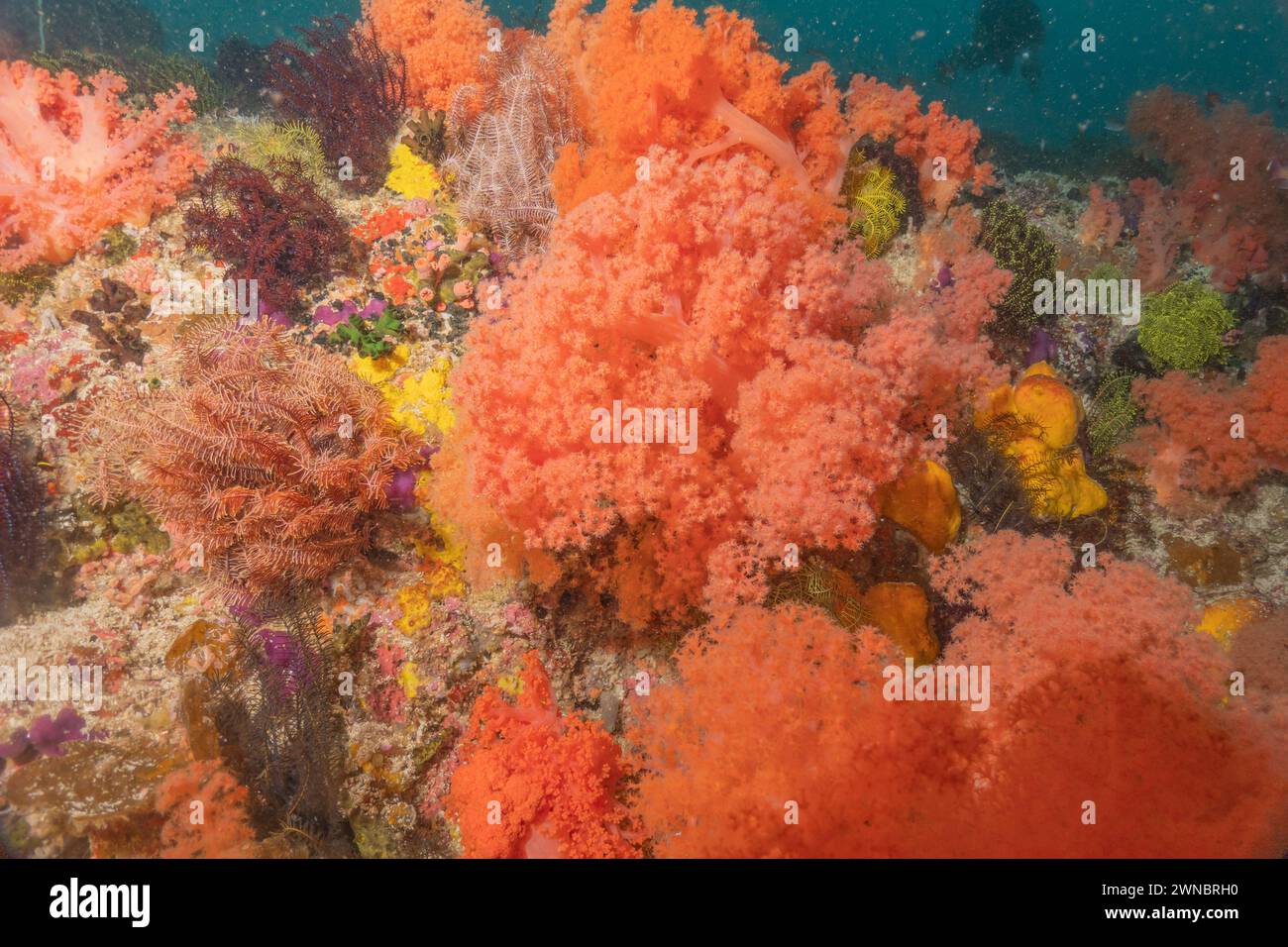 Coral reef and water plants in the Sea of the Philippines Stock Photo ...