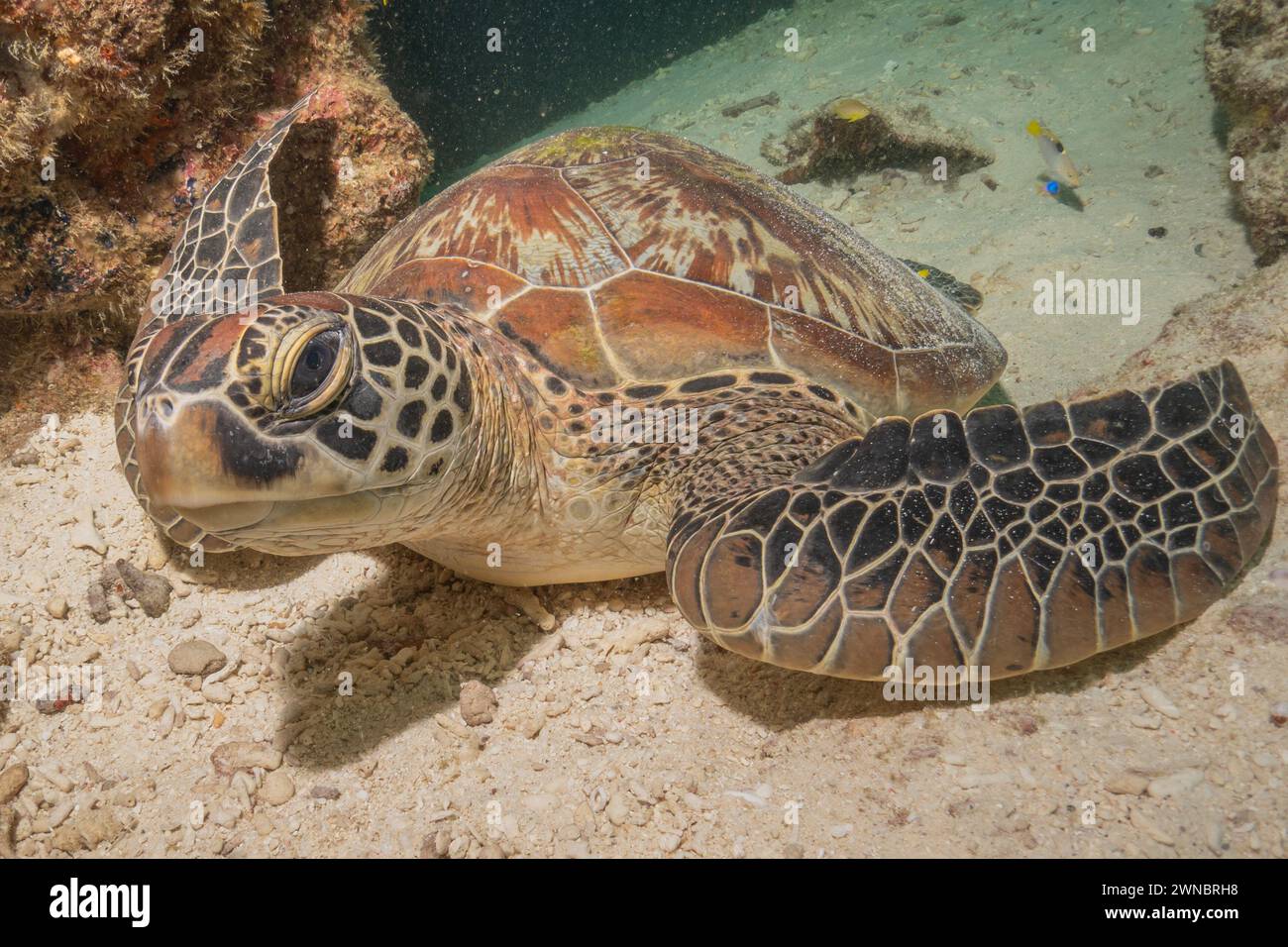 Hawksbill sea turtle in the Sea of the Philippines Stock Photo - Alamy