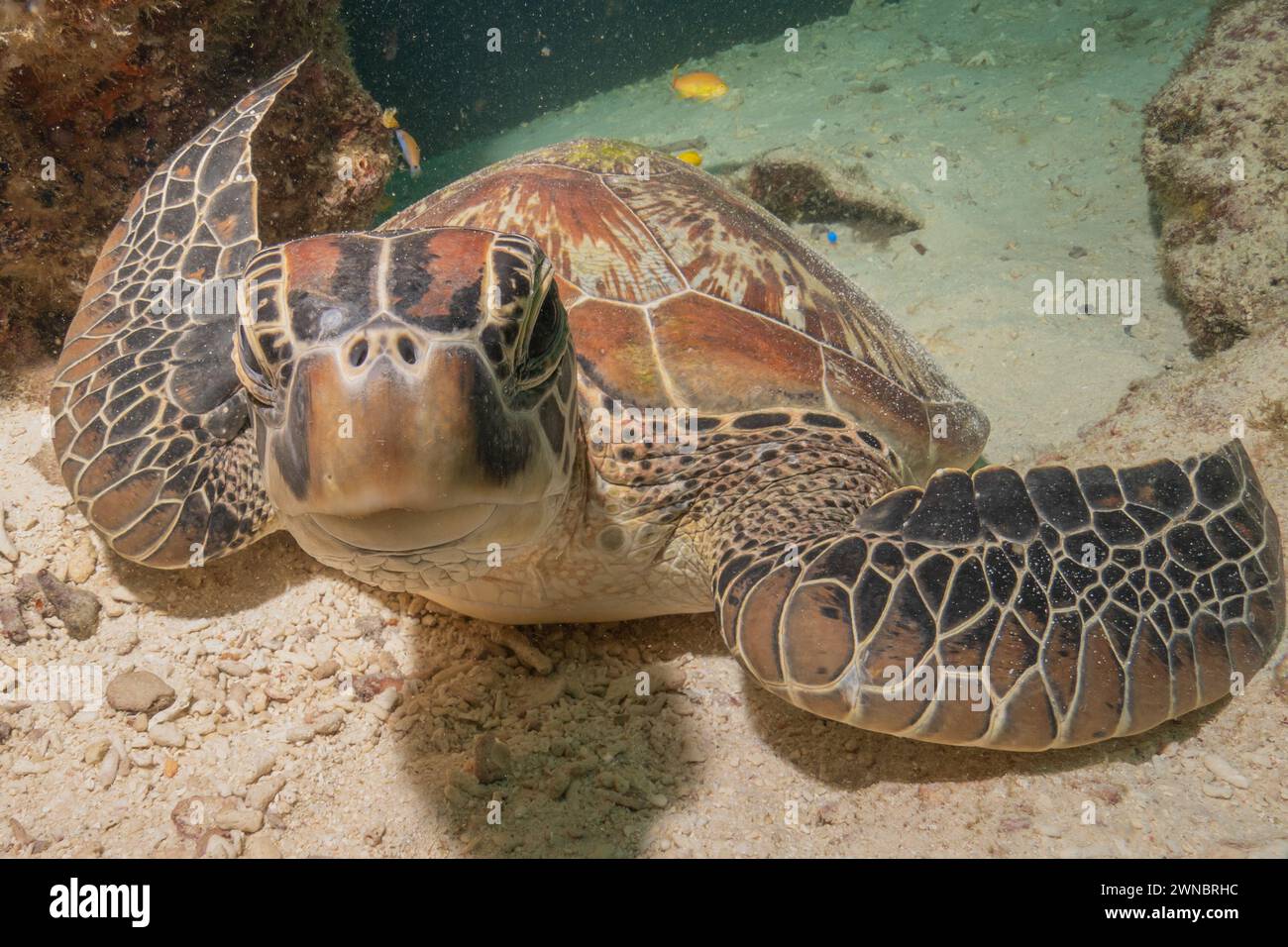 Hawksbill sea turtle in the Sea of the Philippines Stock Photo - Alamy
