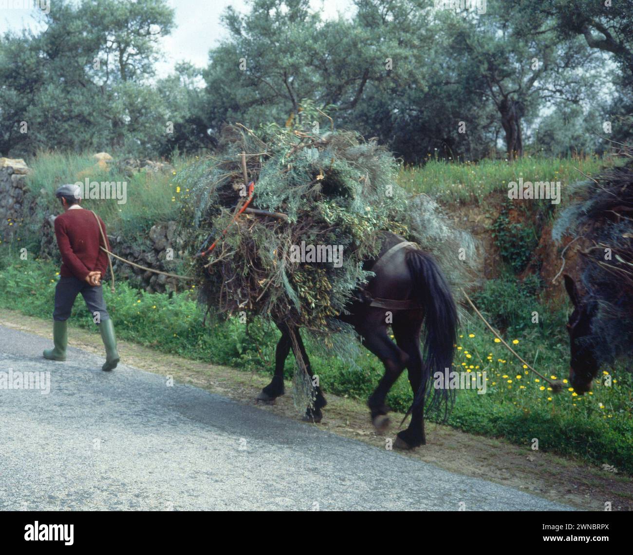 Animales de mula hi-res stock photography and images - Alamy