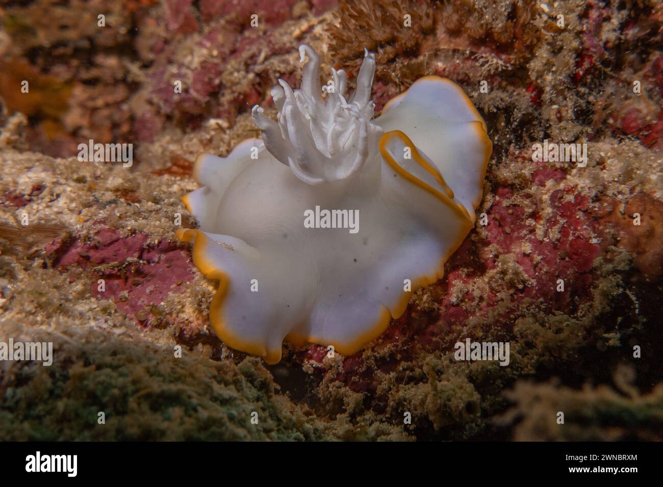 Slug fish hi-res stock photography and images - Alamy