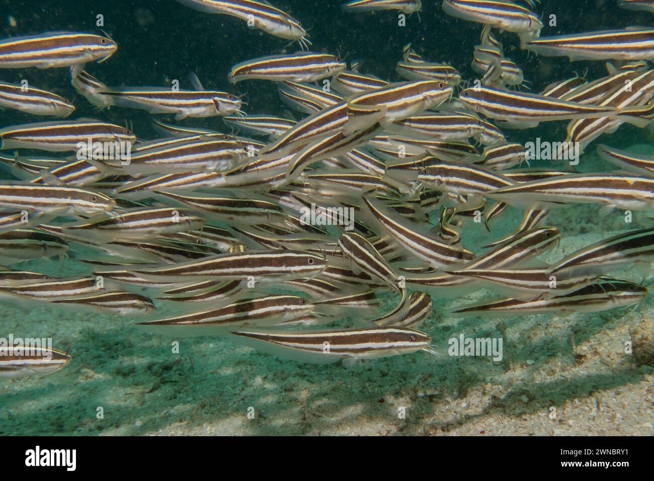 Fish swim in the Sea of the Philippines Stock Photo - Alamy