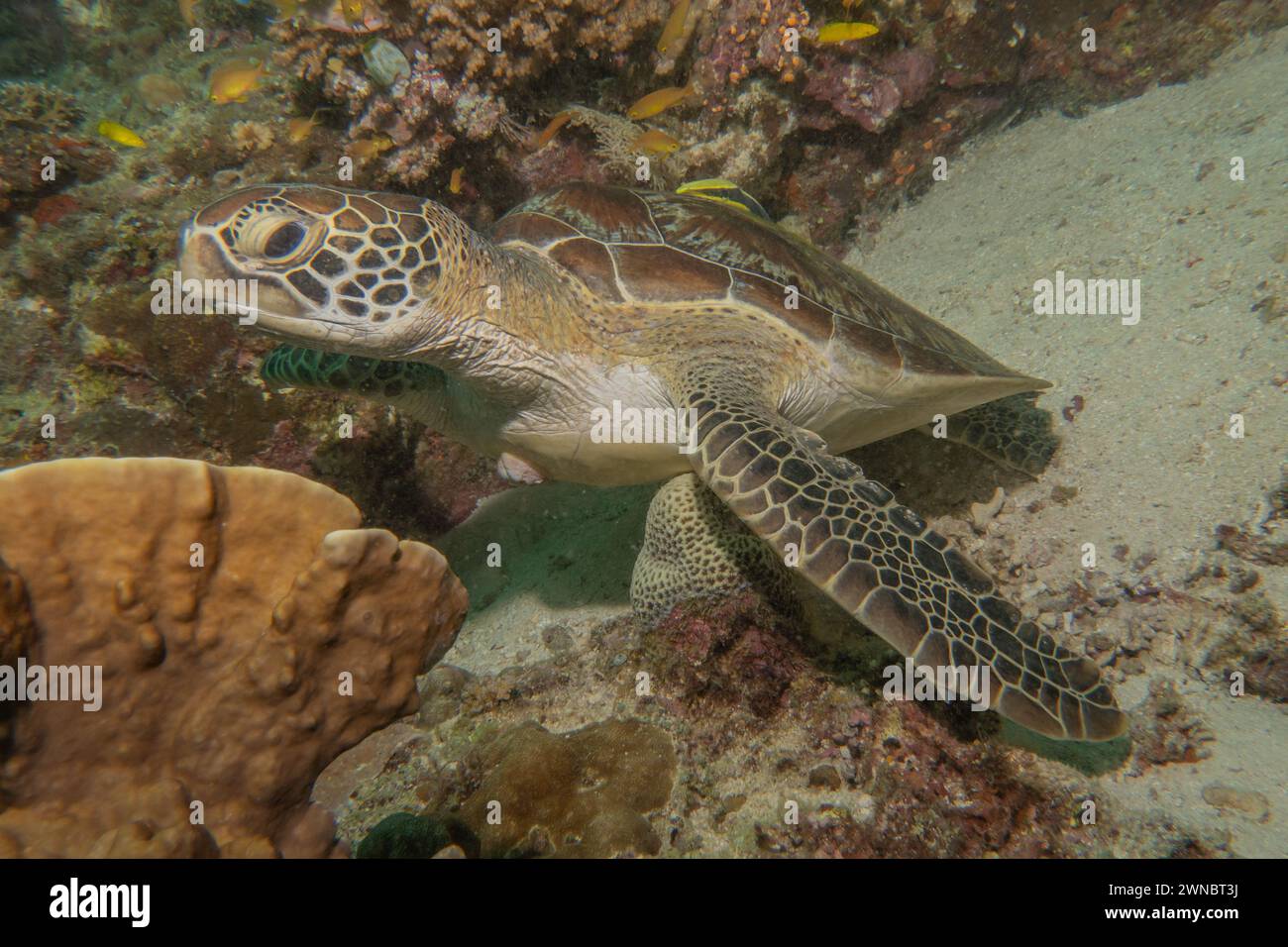 Hawksbill sea turtle in the Sea of the Philippines Stock Photo - Alamy