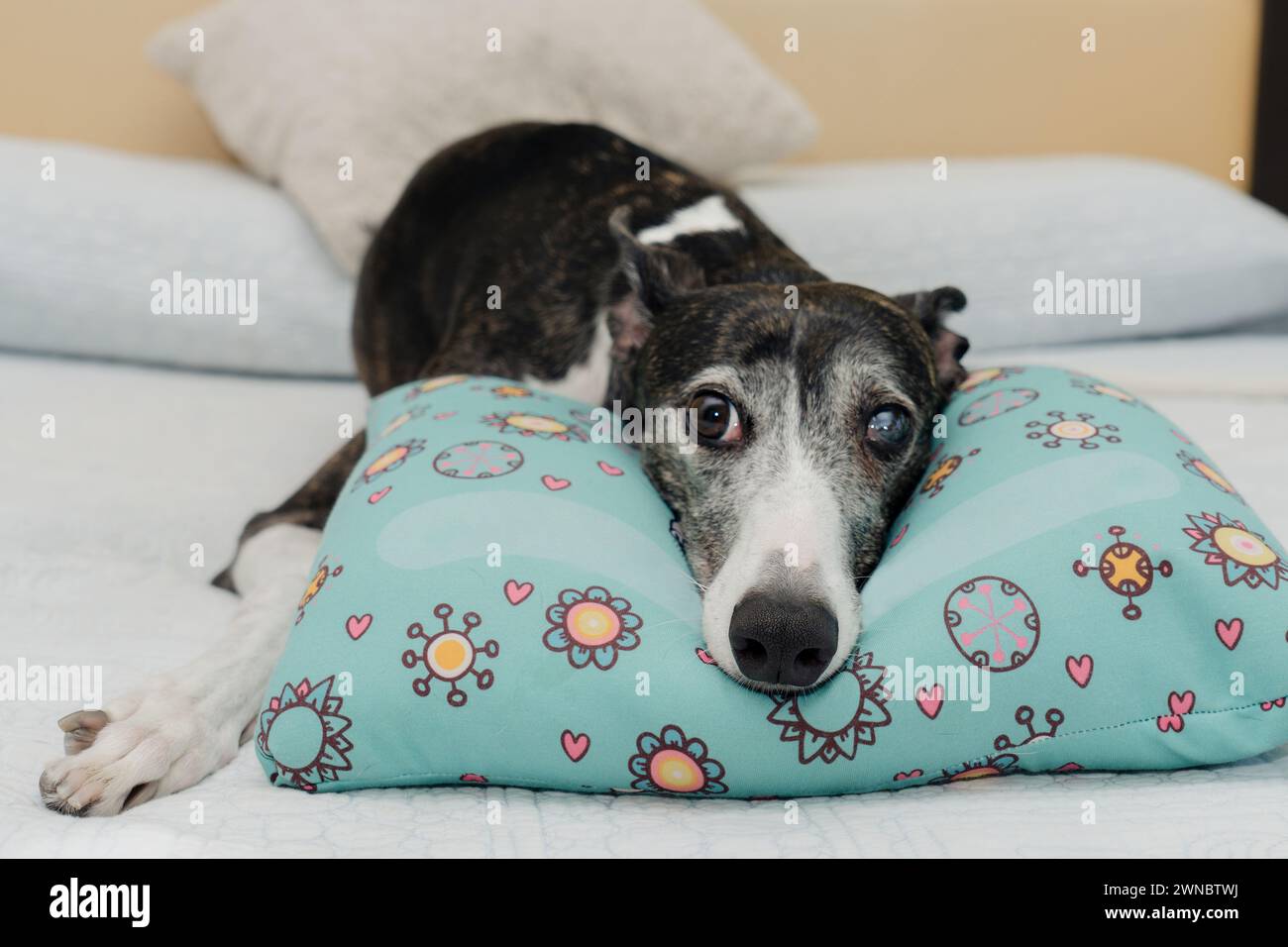 Close-up of a black and white greyhound dog with one blind eye, resting ...