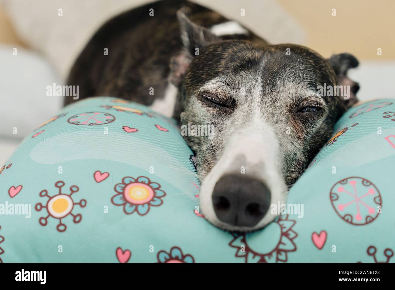 Extreme close-up of a greyhound pet with its eyes closed, resting on a ...