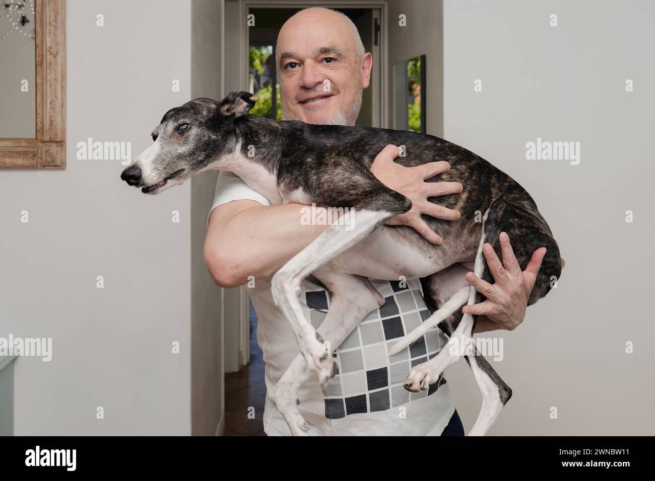 Happy bald middle-aged man holding his rescued greyhound dog in his ...