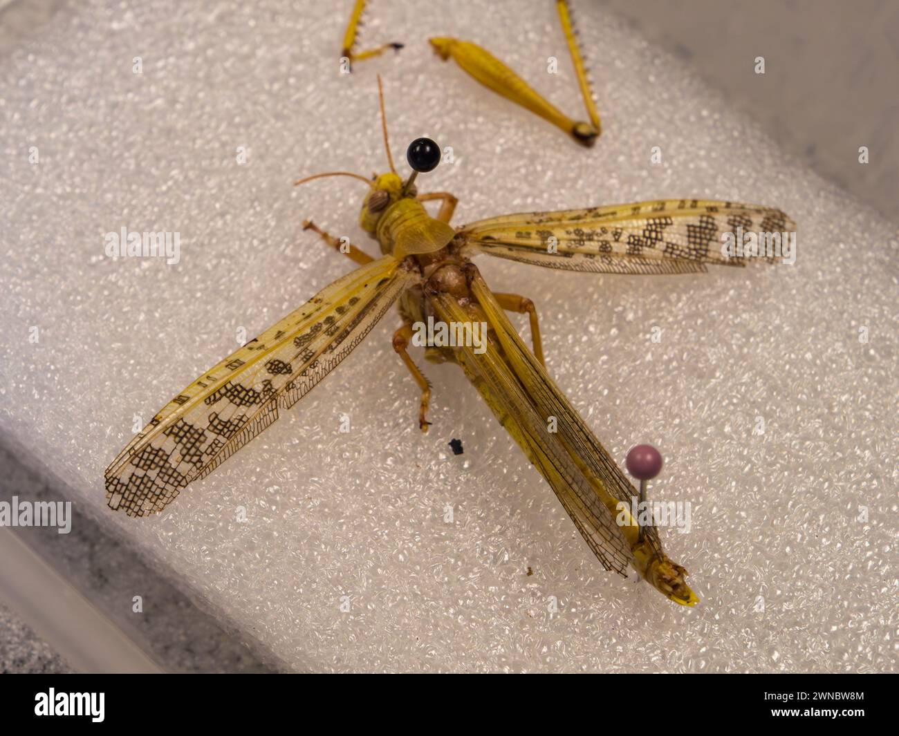 A desert locust (Schistocerca gregaria) mid dissection (examining gas ...