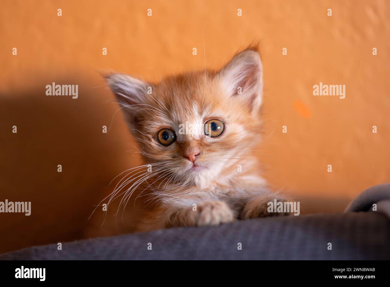 Orange Tabby kitten Stock Photo - Alamy