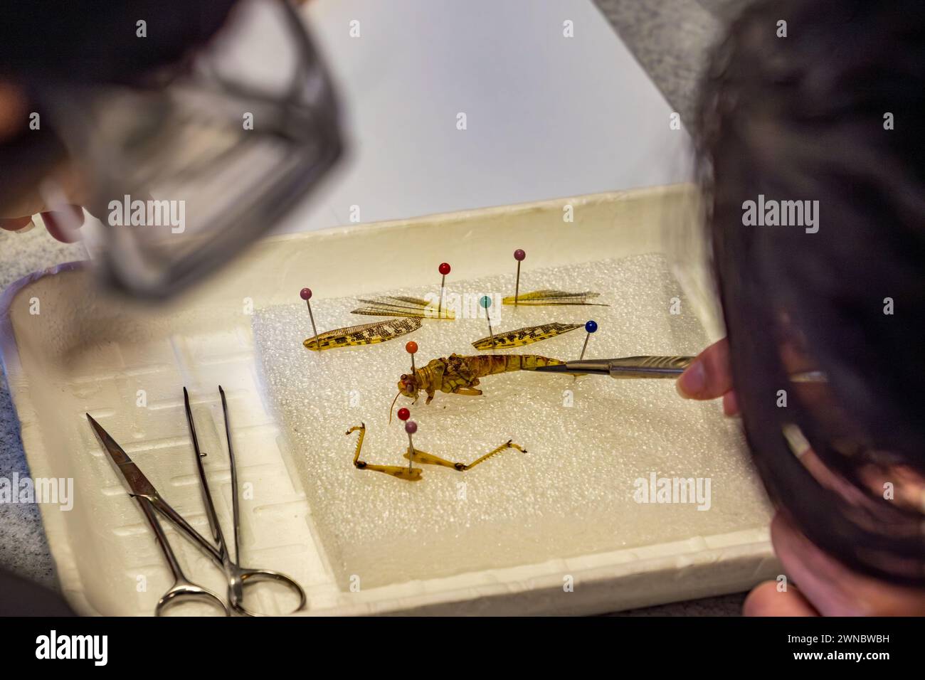 Pupils dissecting a desert locust (Schistocerca gregaria) while ...