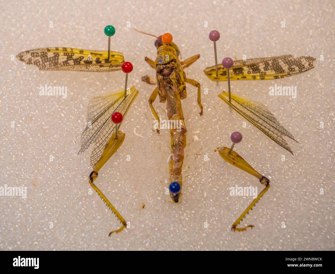 A desert locust (Schistocerca gregaria) following dissection (examining ...