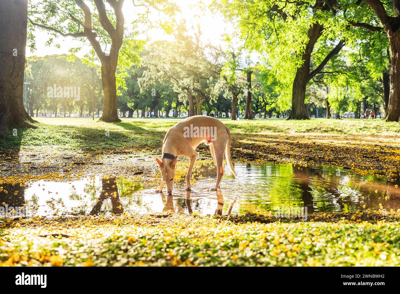 A light brown Spanish Greyhound stands, drinking water from a puddle ...