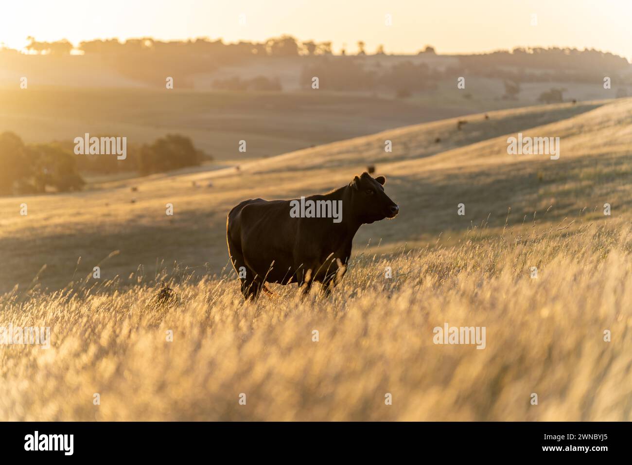 beautiful cattle in Australia eating grass, grazing on pasture. Herd of ...