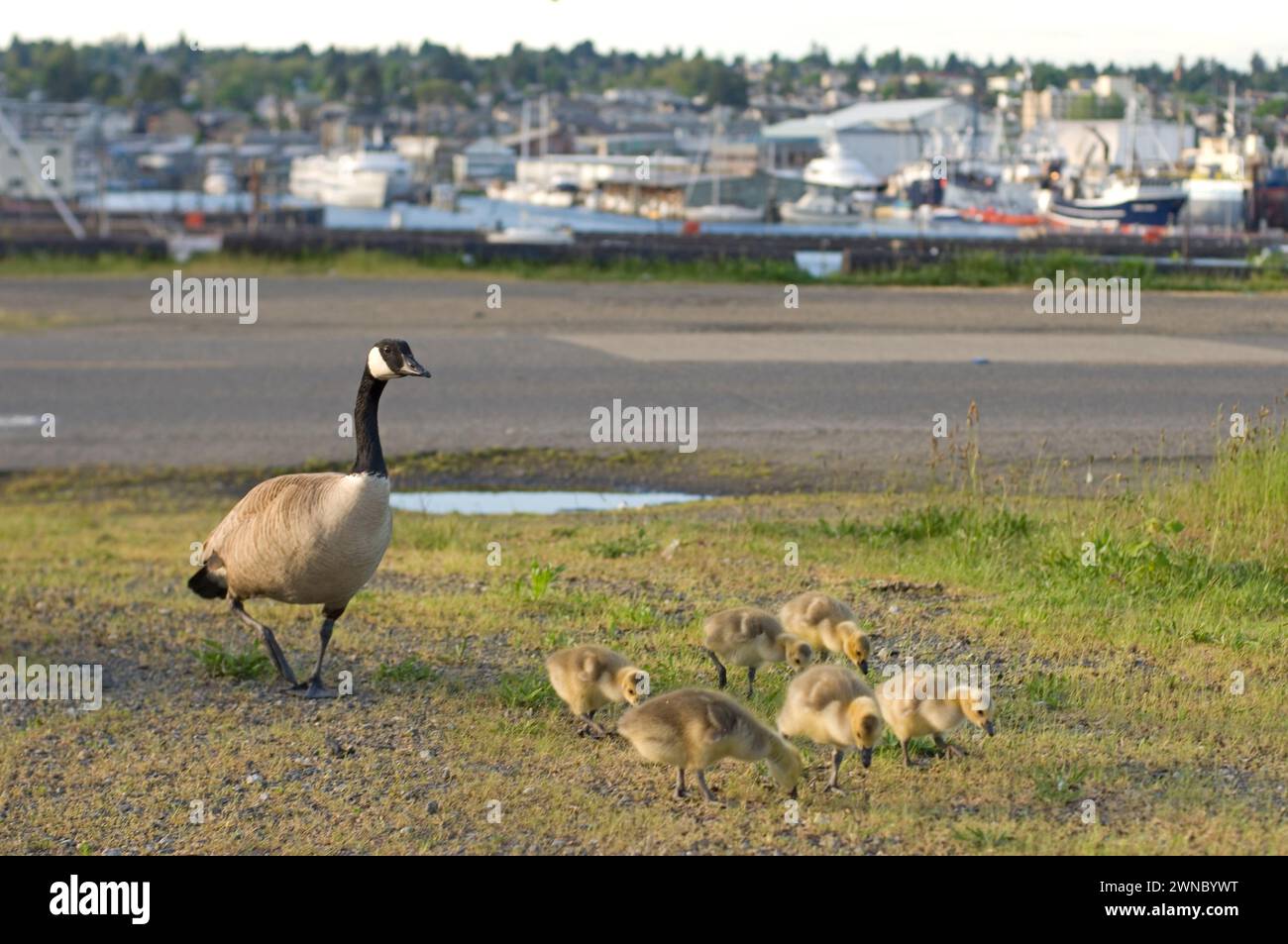 Canada geese parents and goslings during summer on and around a road in ...