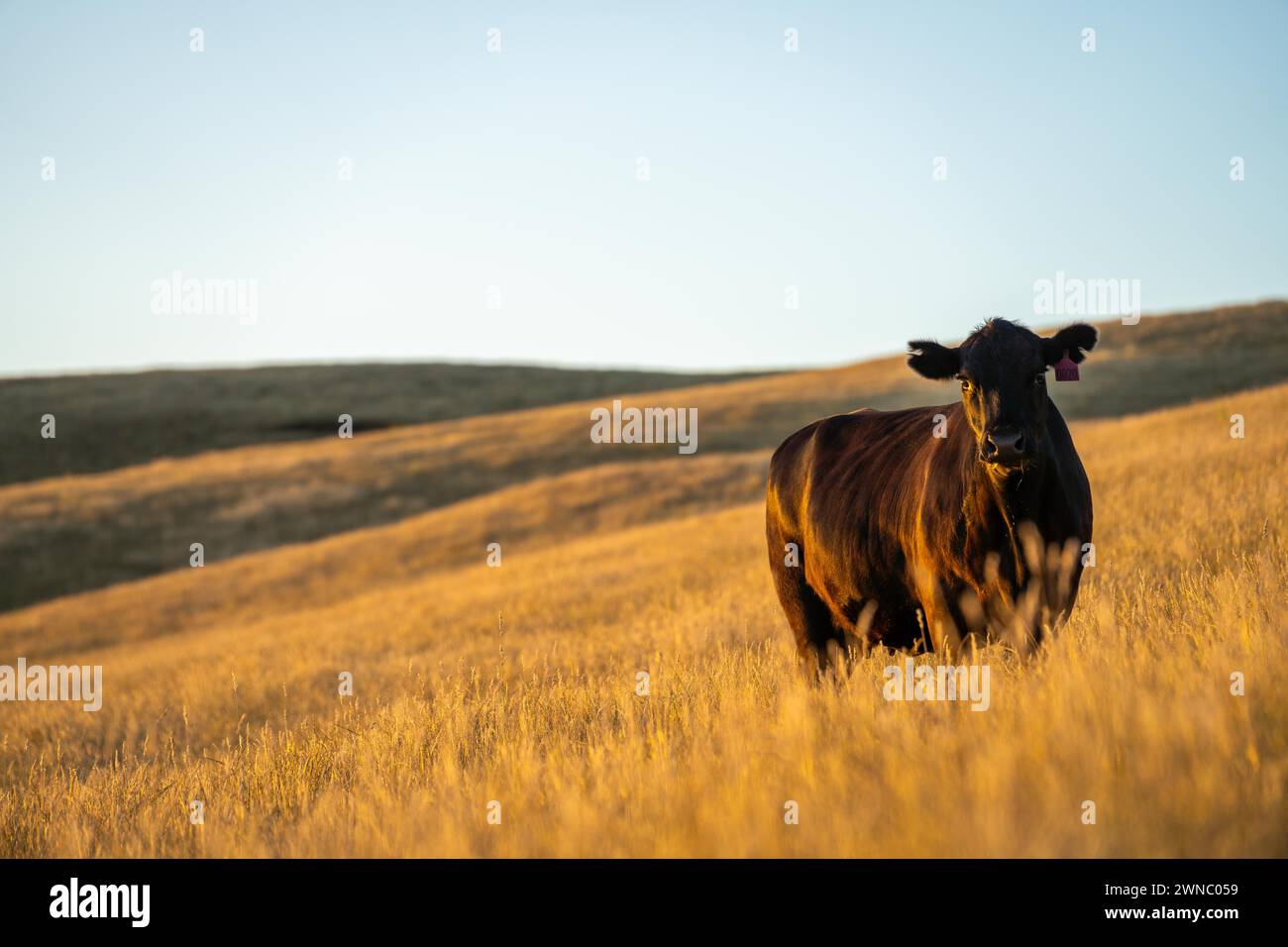 beautiful cattle in Australia eating grass, grazing on pasture. Herd of ...