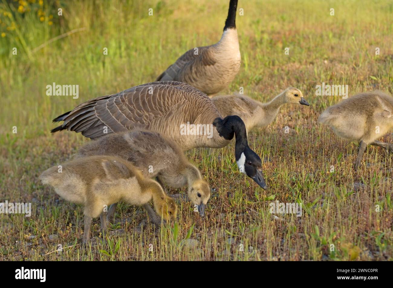 Canada geese parents and goslings during summer on and around a road in ...