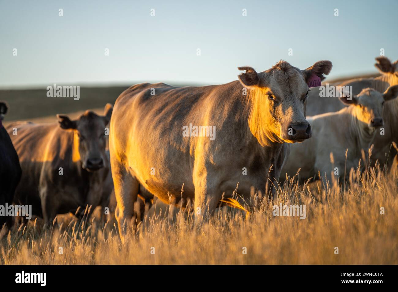 beautiful cattle in Australia eating grass, grazing on pasture. Herd of ...