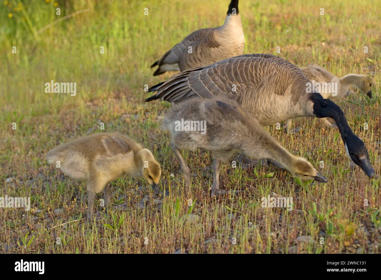 Canada geese parents and goslings during summer on and around a road in ...