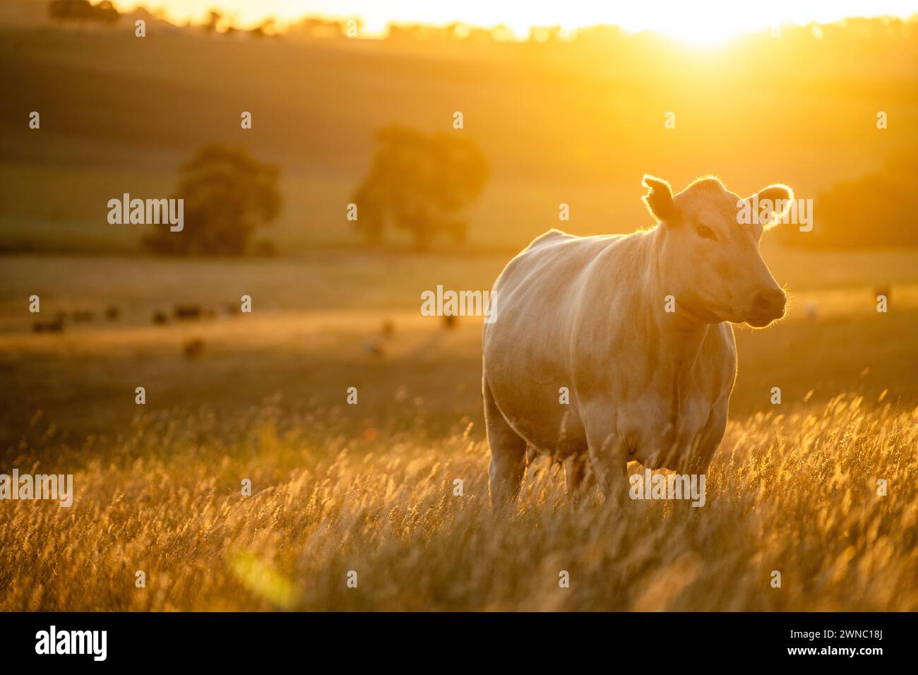 beautiful cattle in Australia eating grass, grazing on pasture. Herd of ...