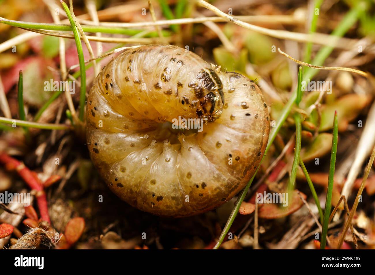 Charoae hi-res stock photography and images - Alamy