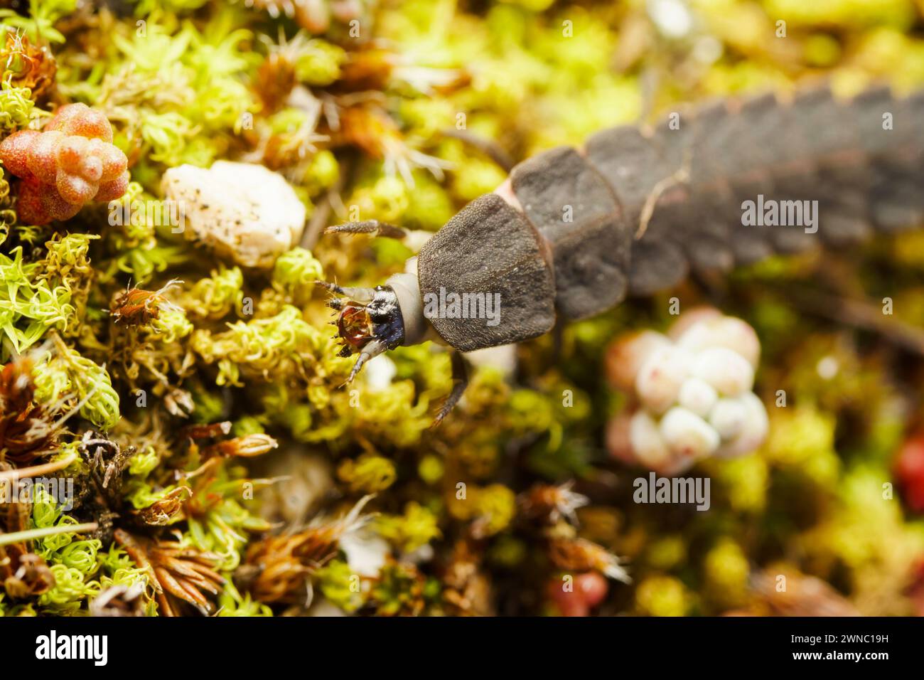 firefly larva on moss mouth details lampyris noctiluca Stock Photo - Alamy