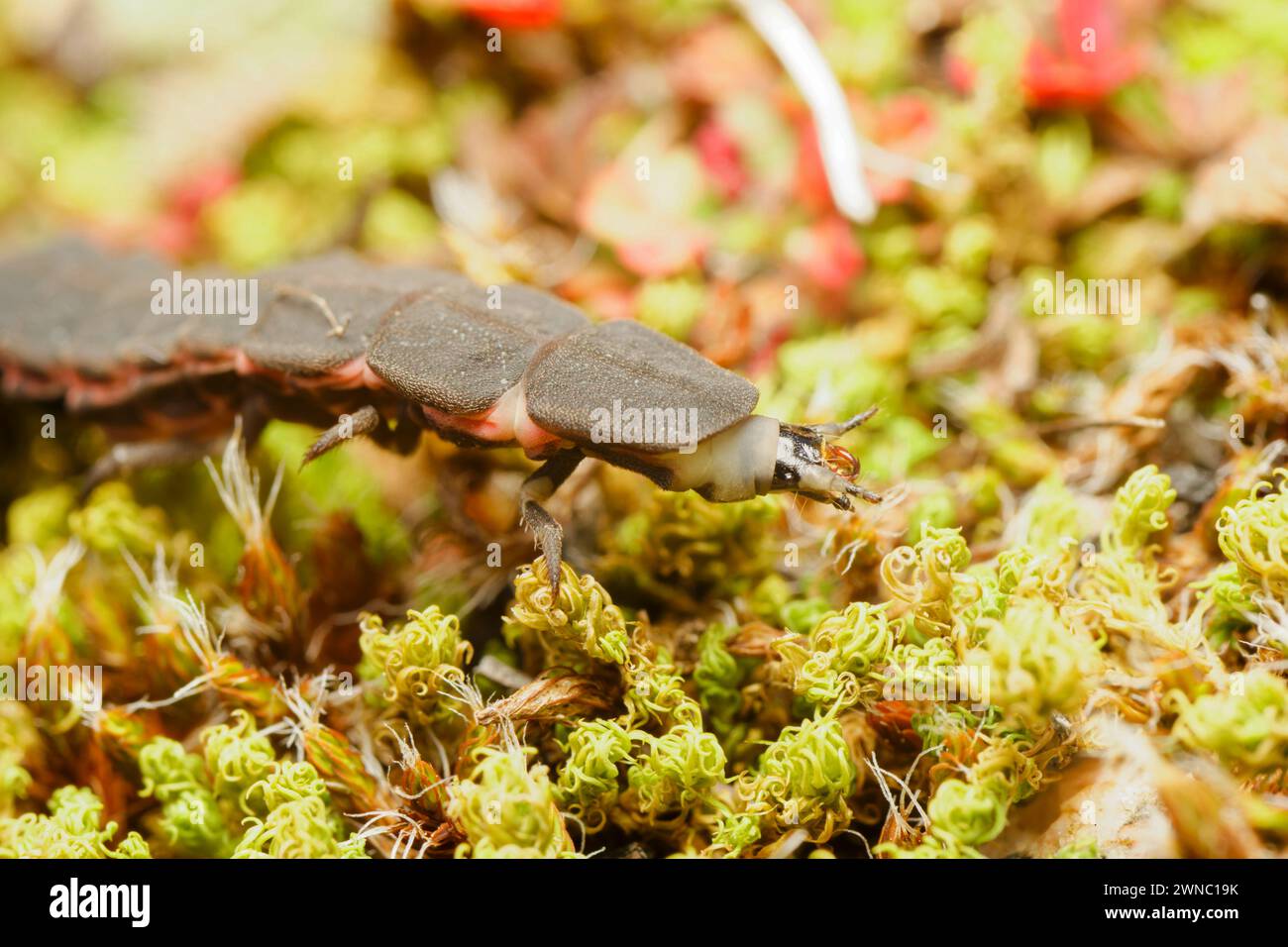 firefly larva on moss lampyris noctiluca 3 Stock Photo - Alamy