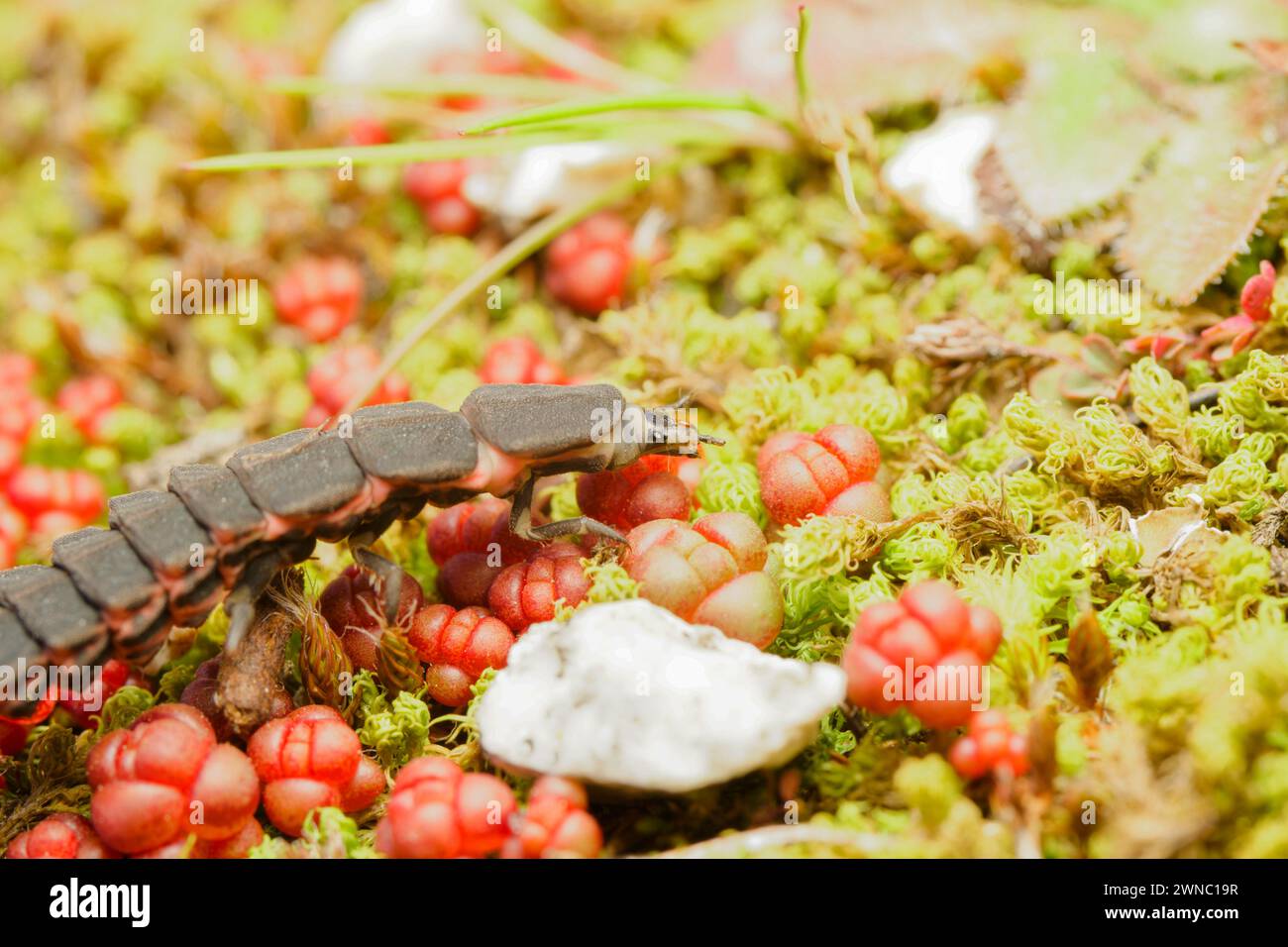 firefly larva on moss lampyris noctiluca 2 Stock Photo - Alamy