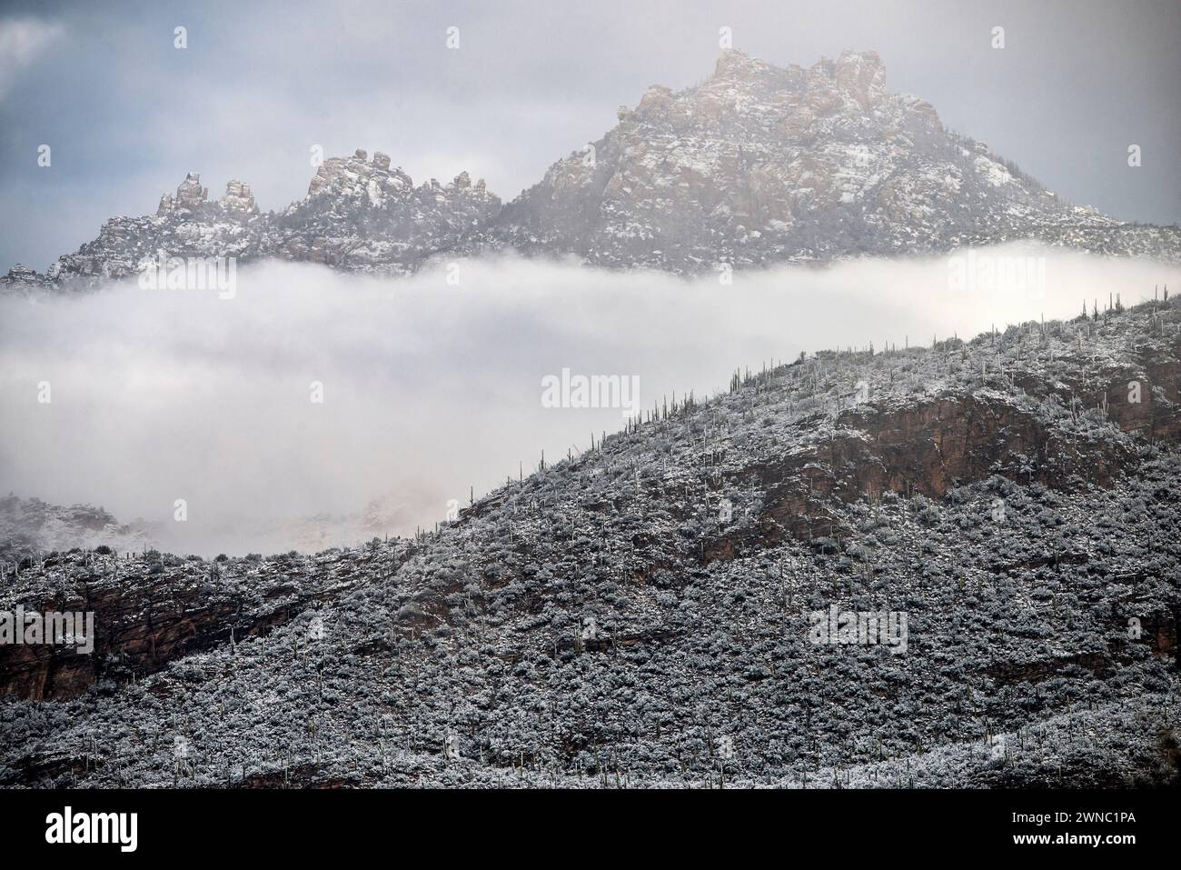 Snow in the Sonoran Desert, Arizona Stock Photo - Alamy