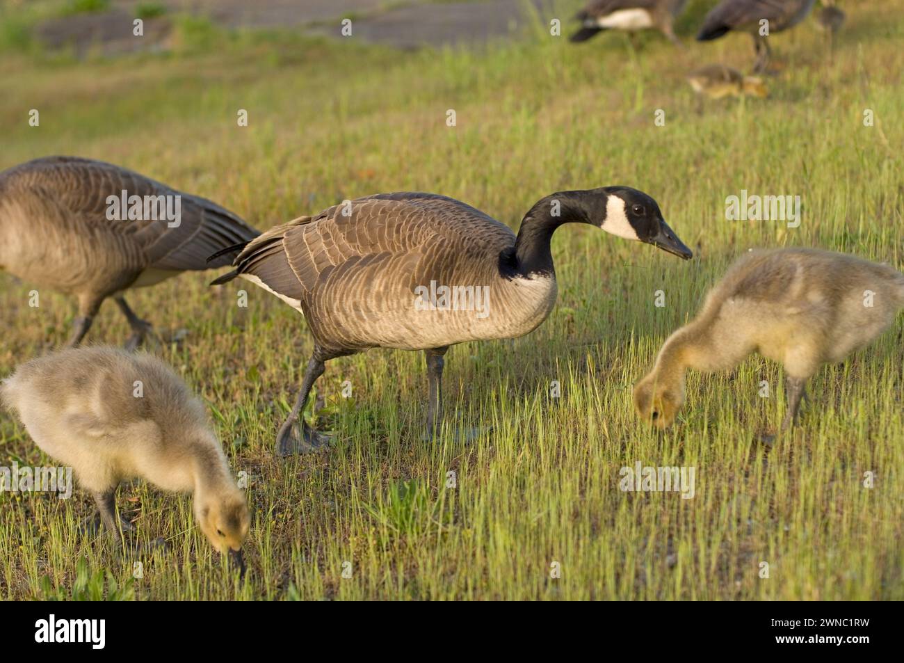 Canada geese parents and goslings during summer on and around a road in ...