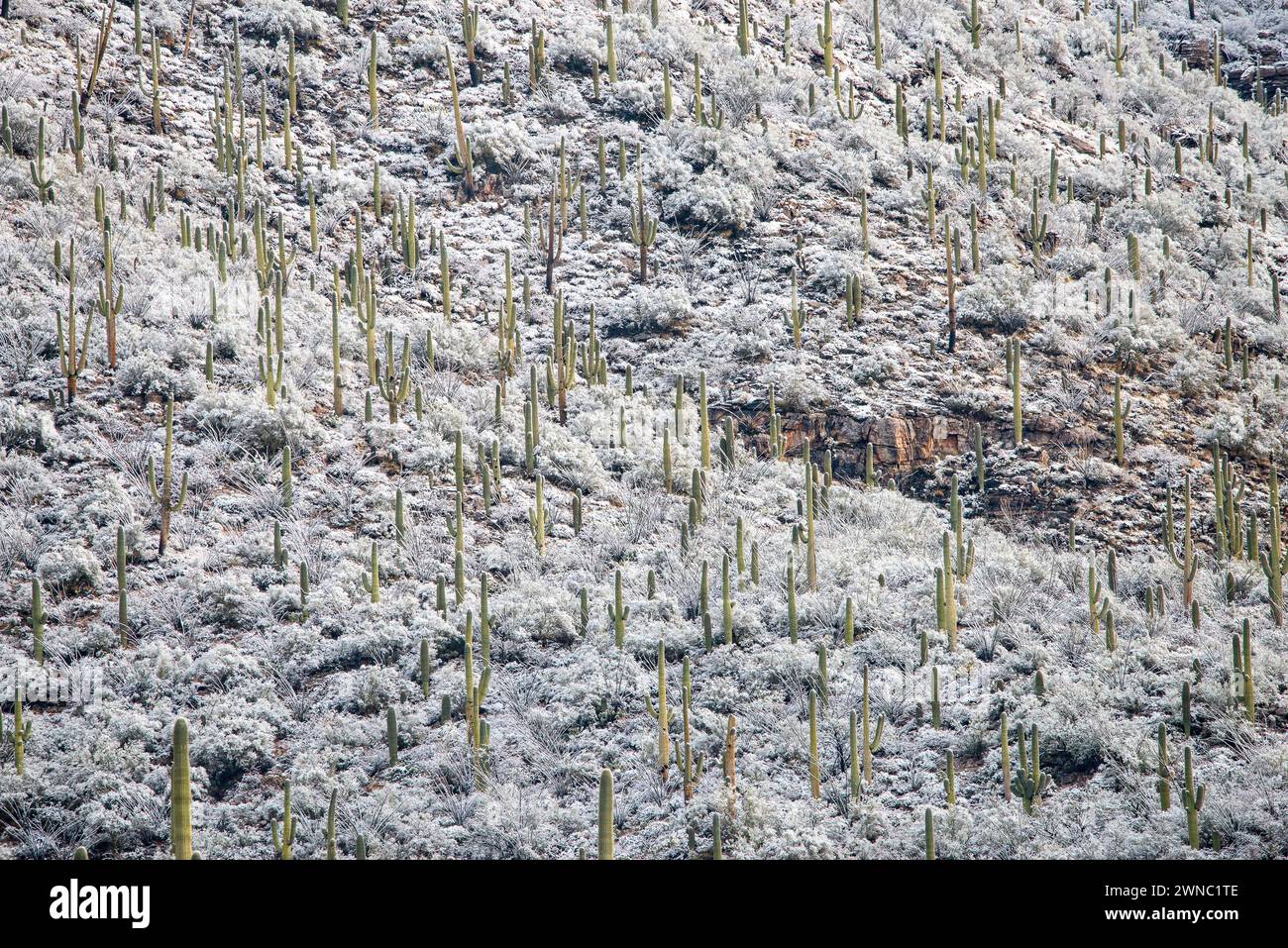 Snow in the Sonoran Desert, Arizona Stock Photo - Alamy