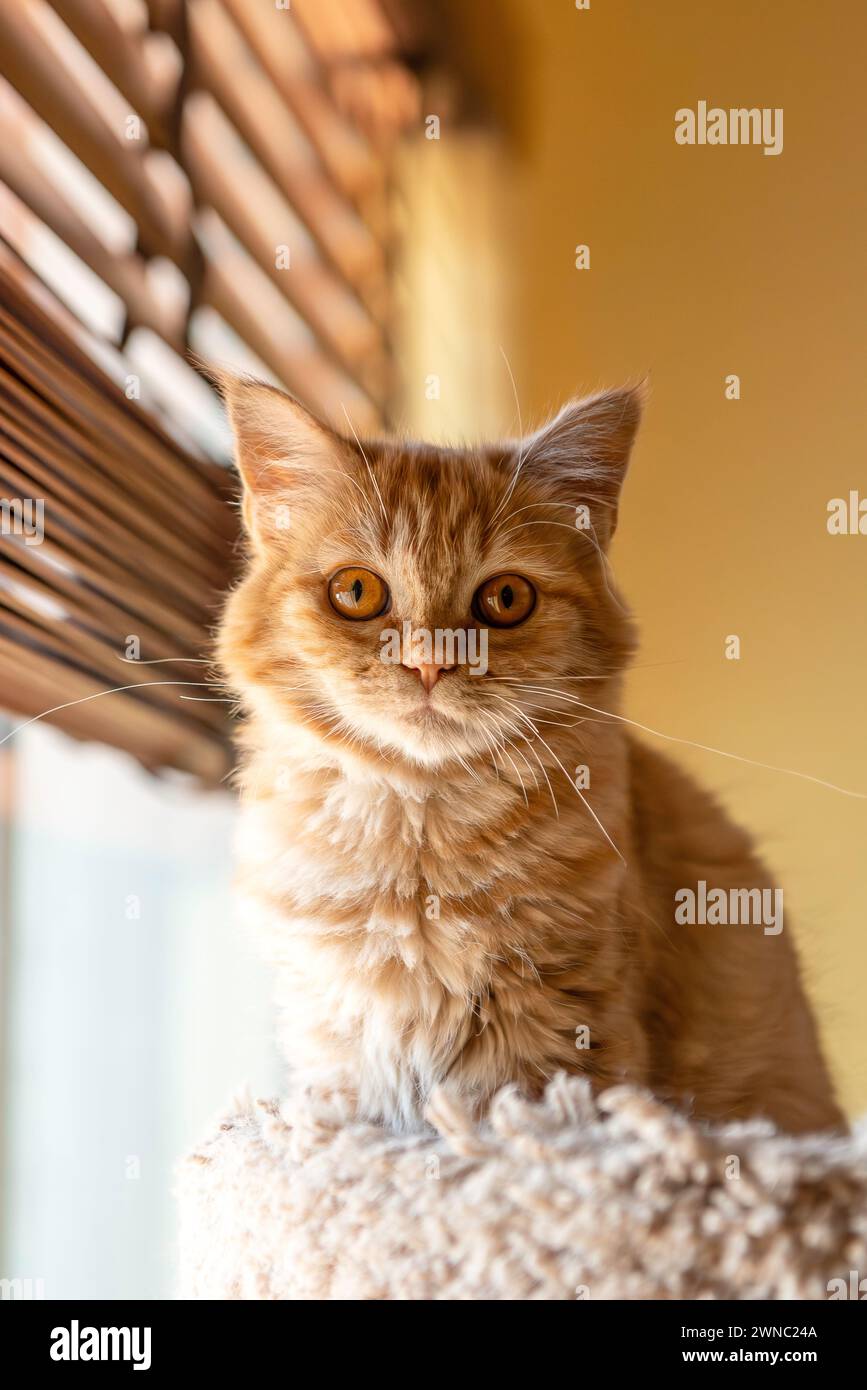 Funny cute cartoon orange hi-res stock photography and images - Alamy