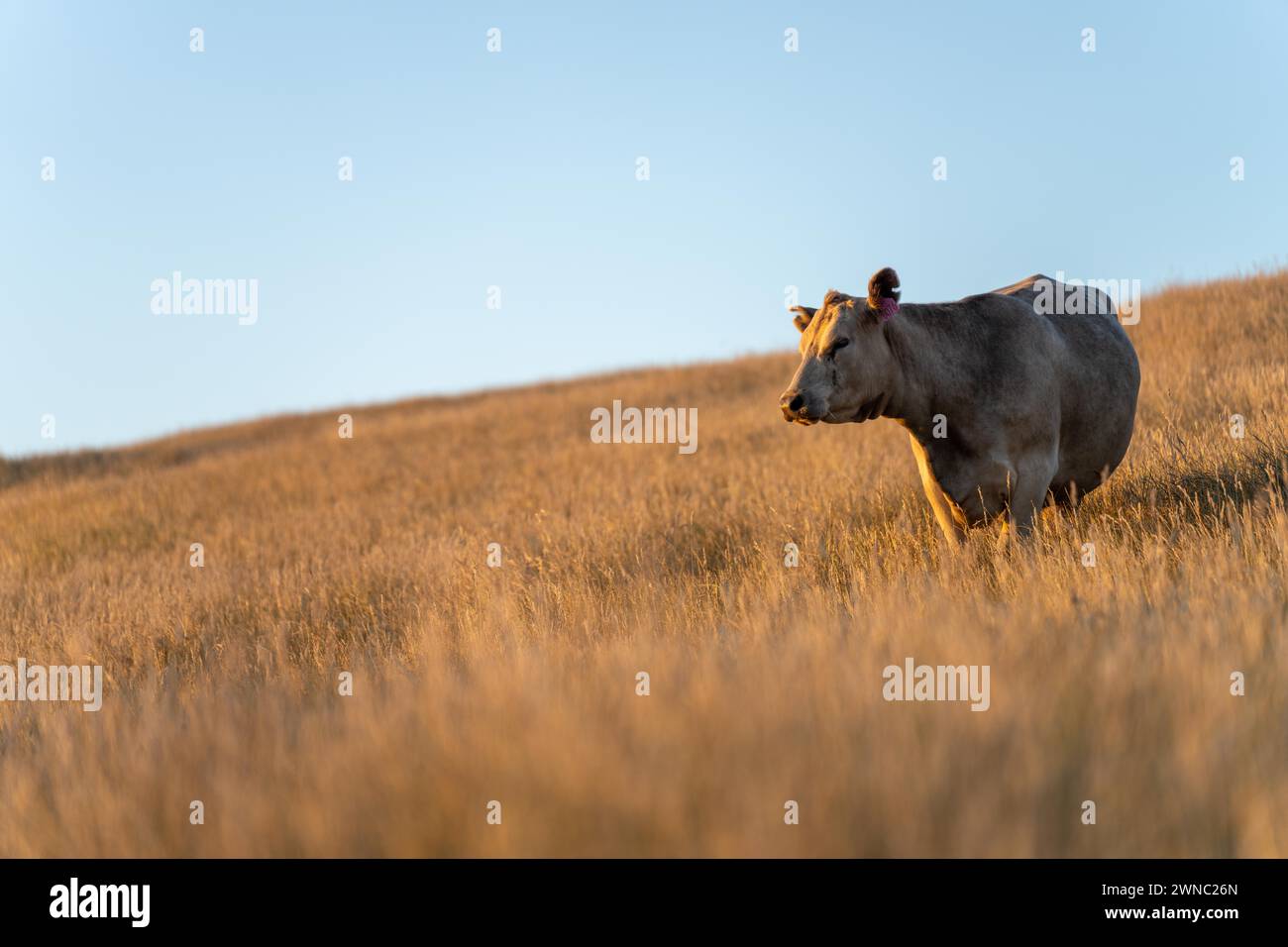 beautiful cattle in Australia eating grass, grazing on pasture. Herd of ...
