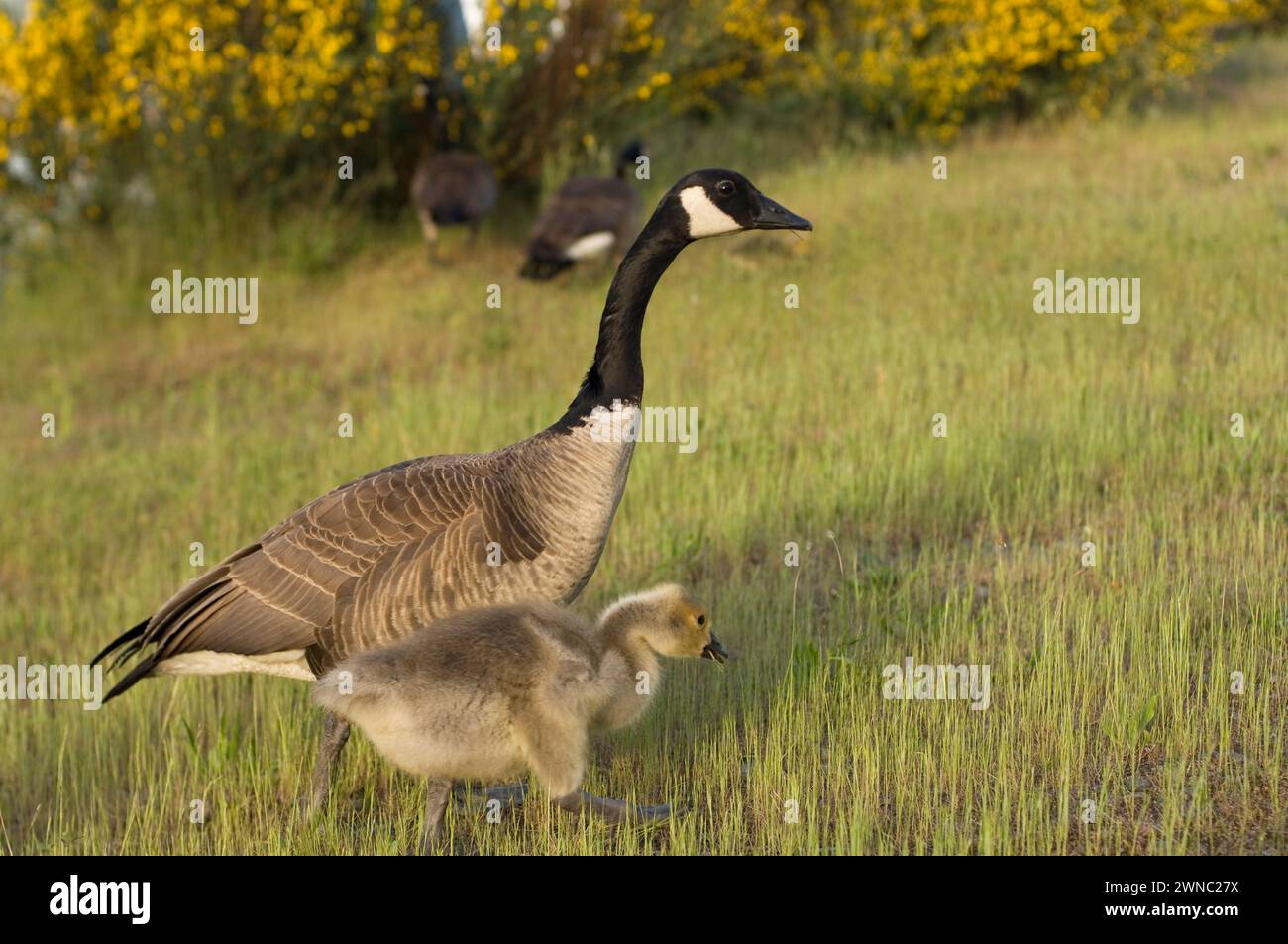 Canada geese parents and goslings during summer on and around a road in ...