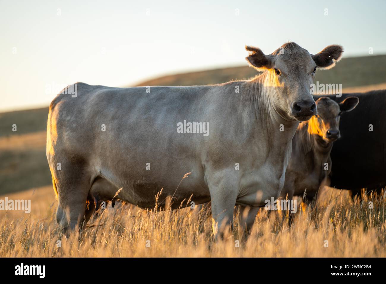 beautiful cattle in Australia eating grass, grazing on pasture. Herd of ...