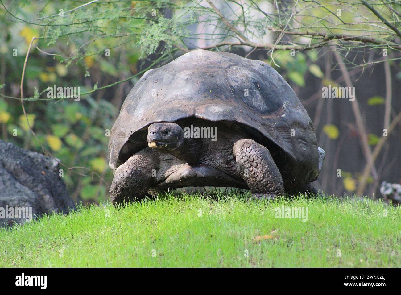 Houston zoo hi-res stock photography and images - Alamy