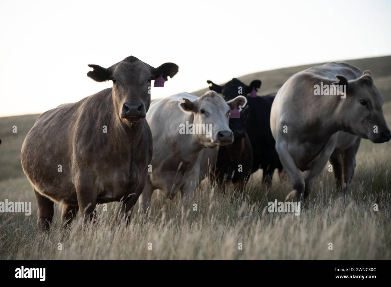 beautiful cattle in Australia eating grass, grazing on pasture. Herd of ...