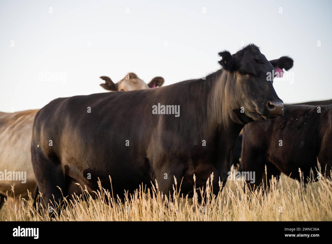 beautiful cattle in Australia eating grass, grazing on pasture. Herd of ...