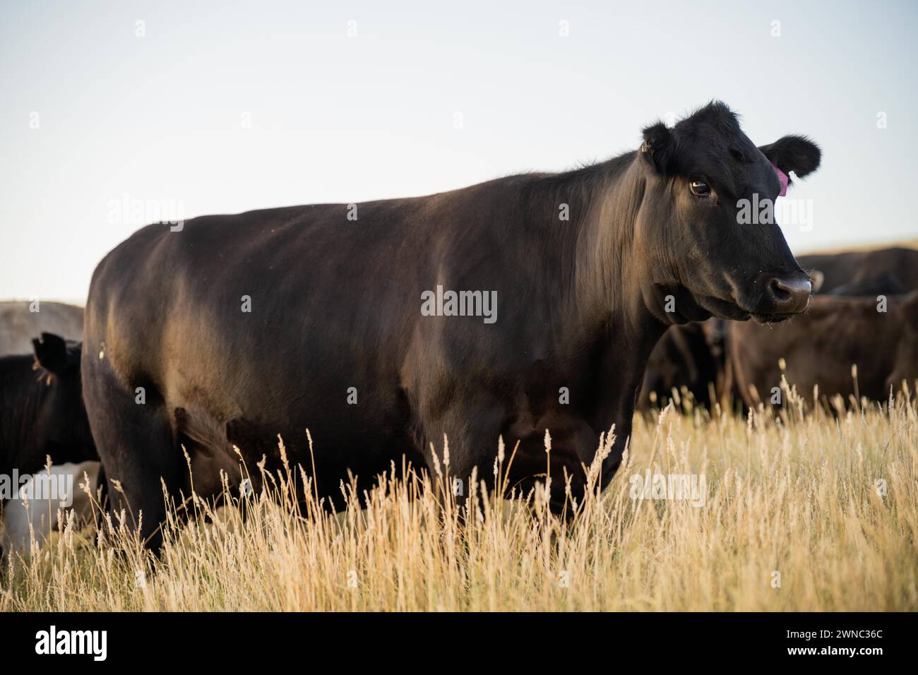 beautiful cattle in Australia eating grass, grazing on pasture. Herd of ...
