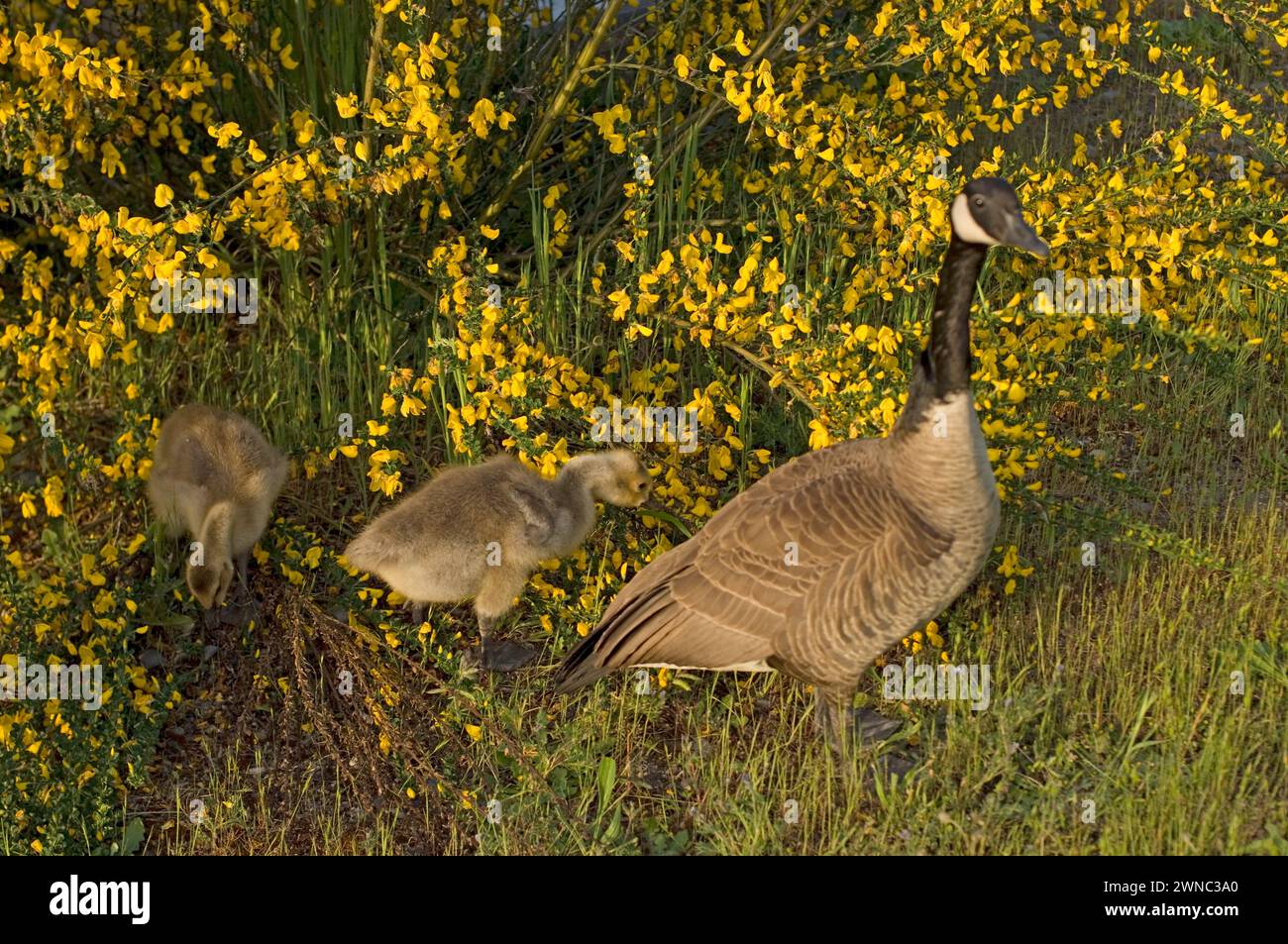 Canada geese parents and goslings during summer on and around a road in ...